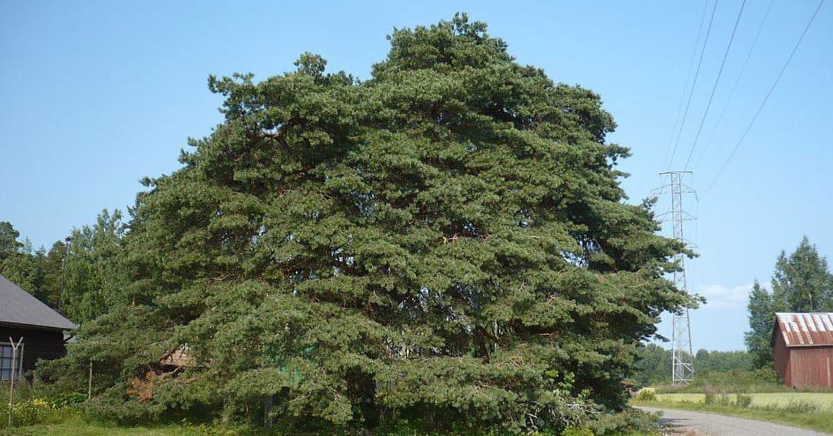 Mistä löytyvät Suomen suurimmat puut? | Yle