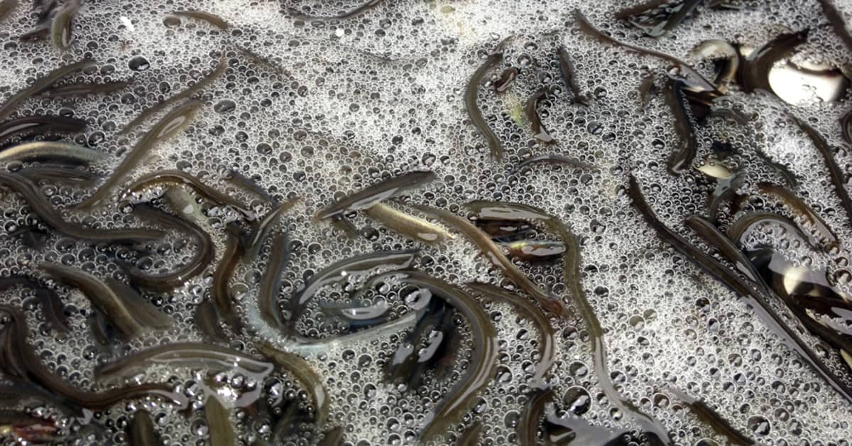 Suomesta luikerrellut ankerias halutaan takaisin | Yle