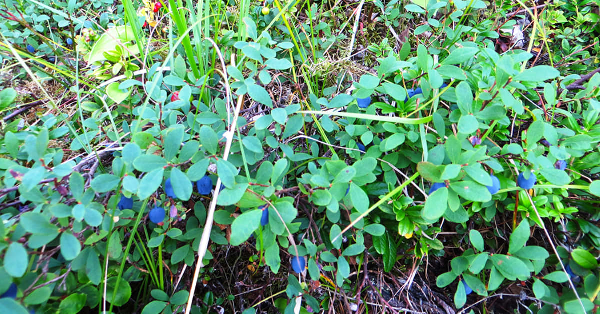 Juolukka ja variksenmarja kypsiä poimittaviksi Pohjois-Suomessa | Yle