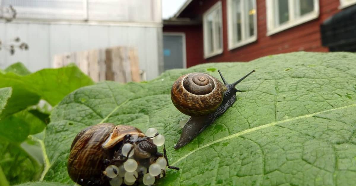Lehtokotilot kelpaavat jo linnuille ravinnoksi – kotipuutarhurit ...