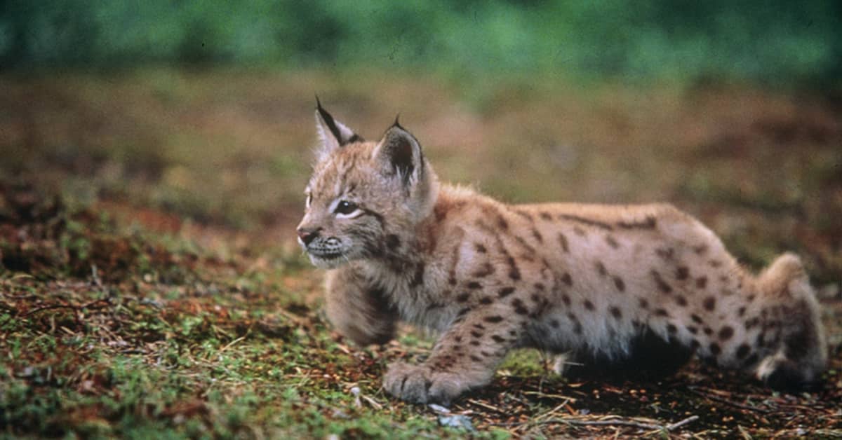 Väinö-ilves Ranuan eläinpuiston suosikkieläin | Yle