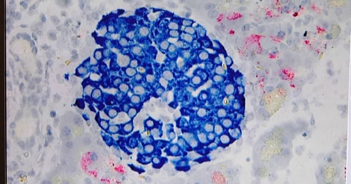 The most-read Yle News stories of 2013 | Yle