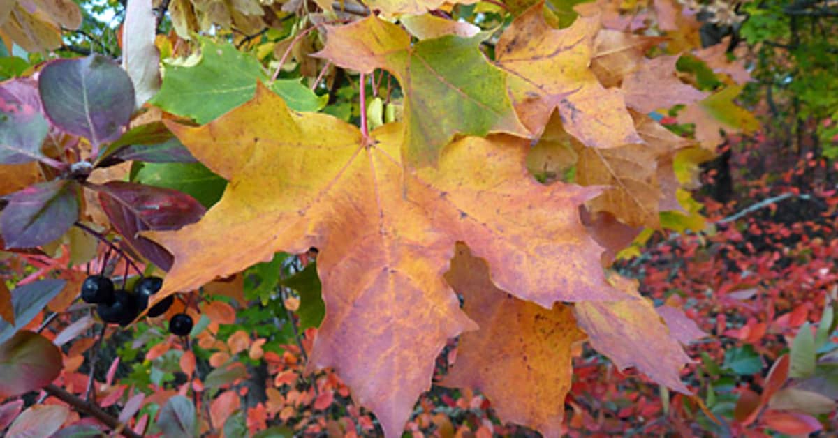 Puusta putoilevat lehdet koettelevat naapurisopua | Yle
