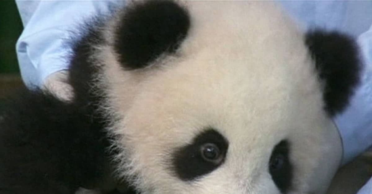 Finland tries for giant, expensive pandas | Yle