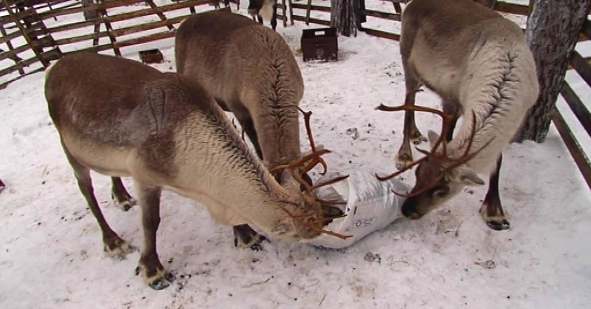 Monday's papers: Iraqi returnees, sexual harassment, reindeer rebellion ...