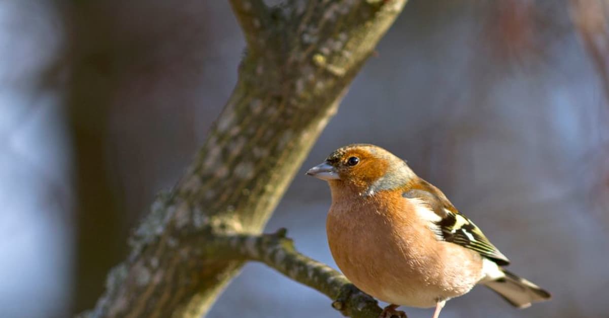 Peipot valtaavat Etelä-Karjalaa | Yle