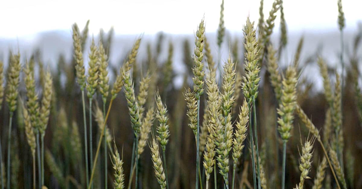 Helteet pelastivat – viljojen satonäkymät ovat lupaavat | Yle