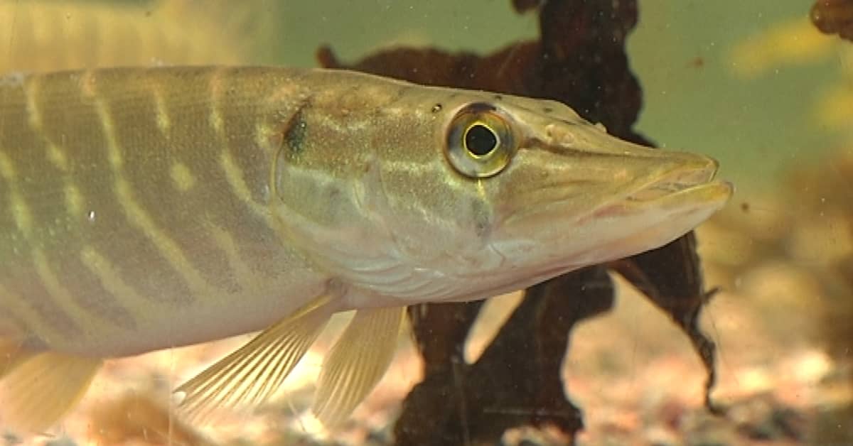 Sukeltajat ja akvaarionomistajat sen jo tiesivät – kalat ovat luultua ...