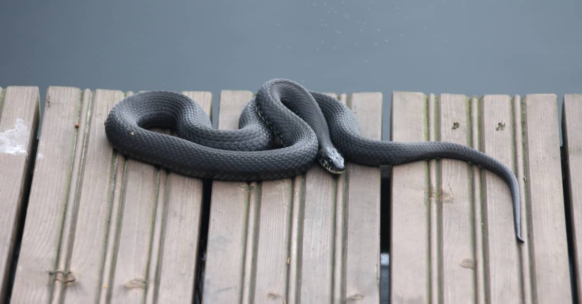 Eastern Finland is this summer’s snakebite hotspot | Yle