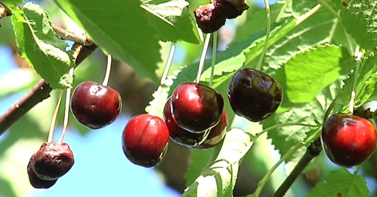 Kotimaista kirsikkaa saa kyykkimättä | Yle