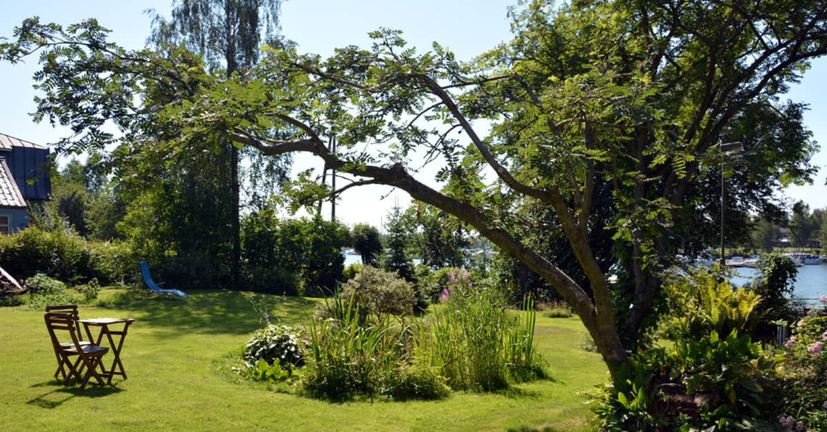 Bonsai ja duunari kukoistavat työläiskaupunginosassa – kuvagalleria | Yle