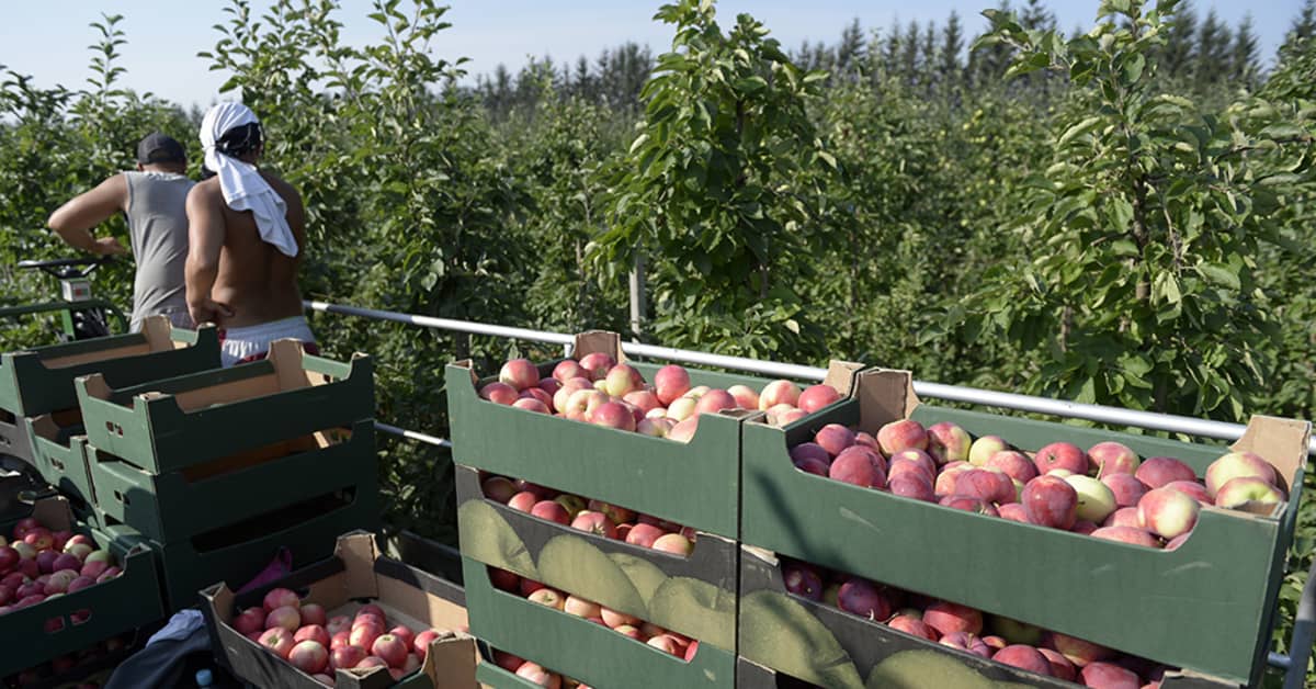 Venäjä kielsi ukrainalaisen soijan ja auringonkukansiementen tuonnin | Yle
