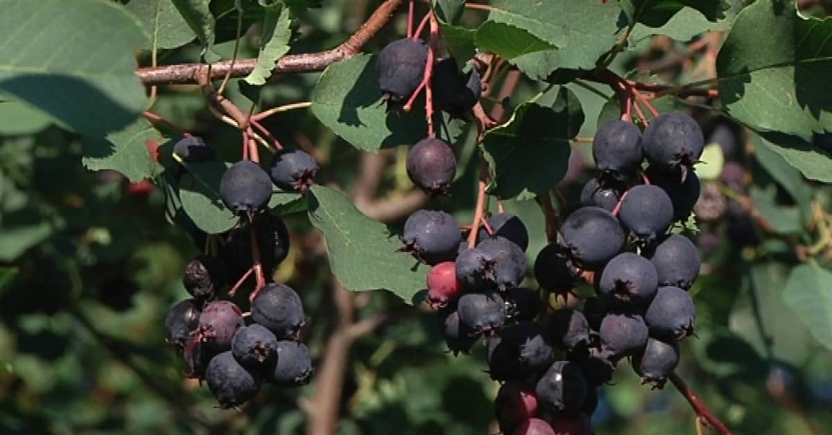 Mansikkaa ja mustikkaa vaikea syrjäyttää – tiedätkö miltä maistuu ...