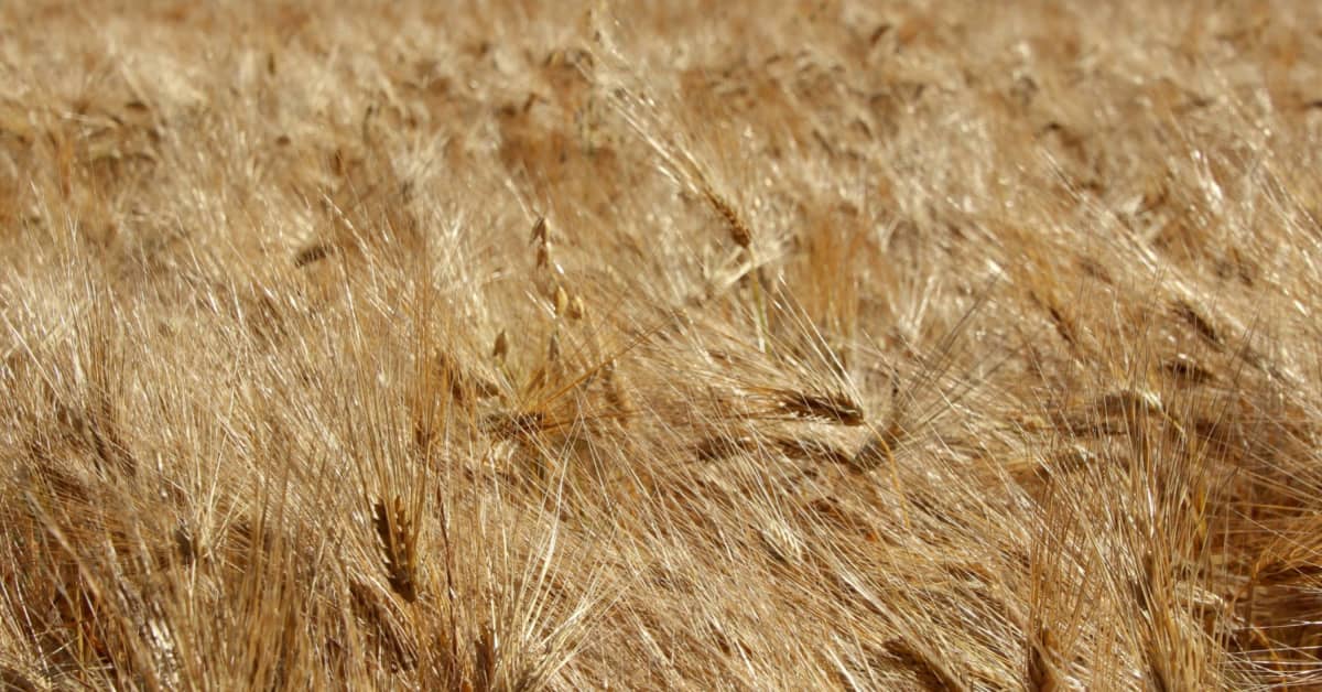 Hoitamattomillekin pelloille haetaan EU-tukia | Yle