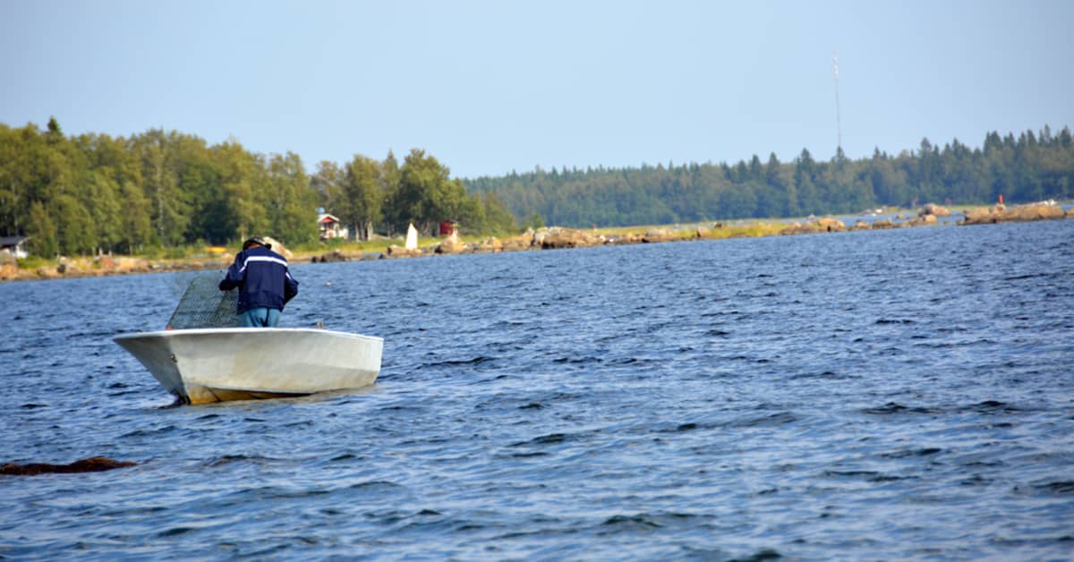 Kalojen alamitat useilla hukassa – myös kuollut alamittainen täytyy ...