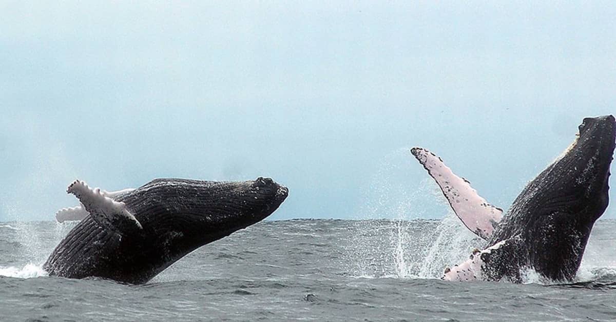 Tutkimus: Viileämpi Tyynimeri on hetkeksi hidastanut ilmaston ...