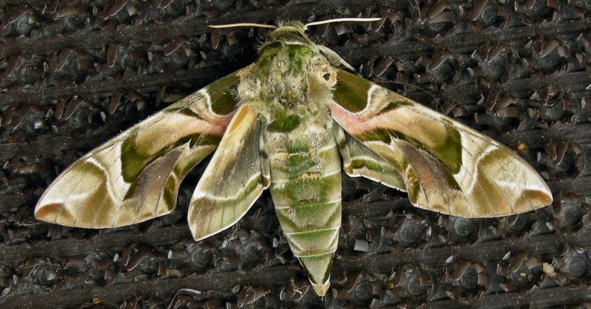 Harvinainen jättiperhonen yllätti siivoojan porraskäytävässä | Yle