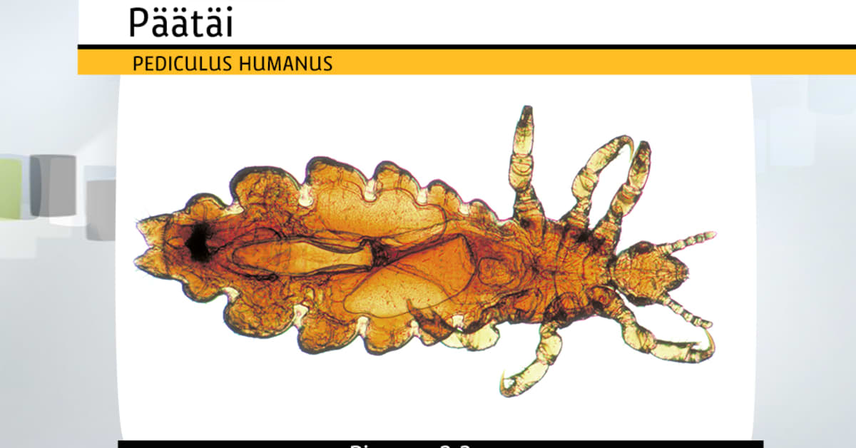 Täi ja kihomadot leviävät etenkin syksyllä – syytä yleistymiseen ei ...