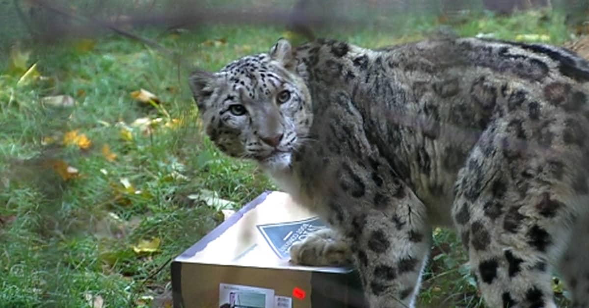 Video: Mitä lumileopardi löysi pahvilaatikosta? | Yle