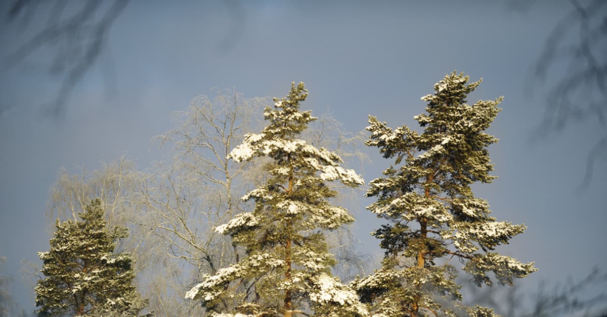 Bongasitko auringon? Jaa kuva #talviaurinko | Yle