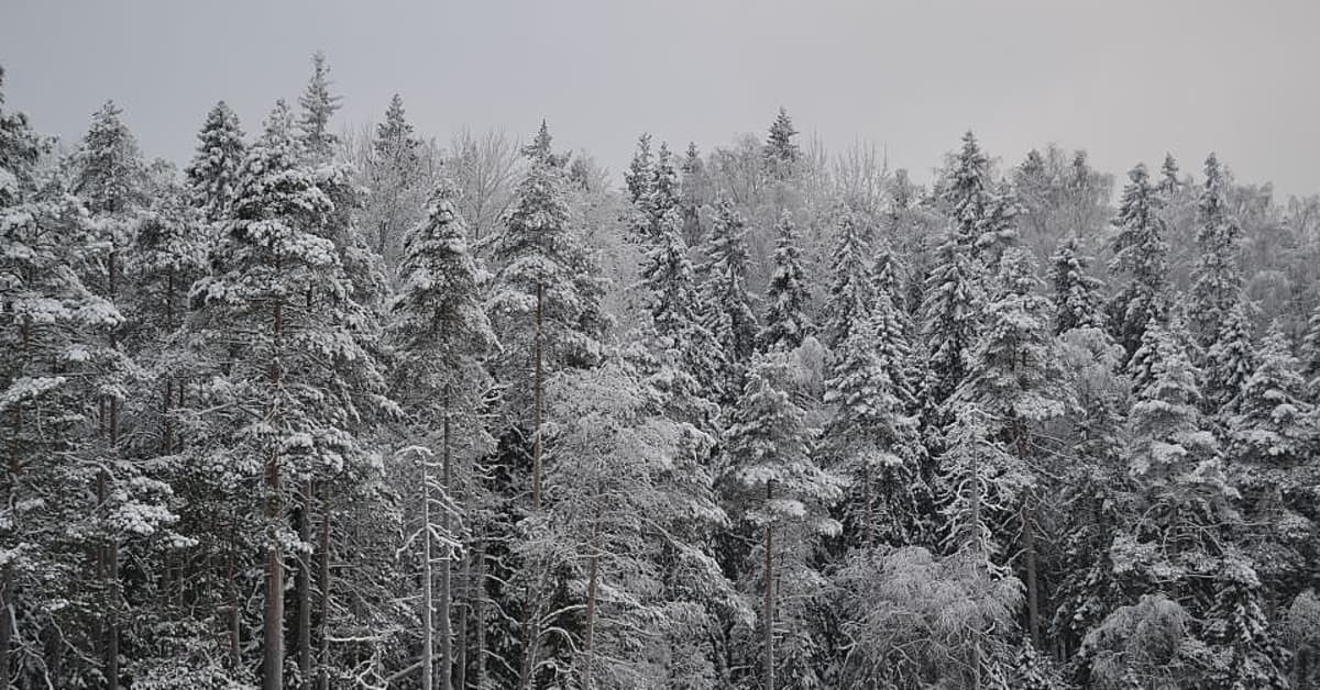 Suomen komeimmat puut humisevat Hämeen metsissä | Yle