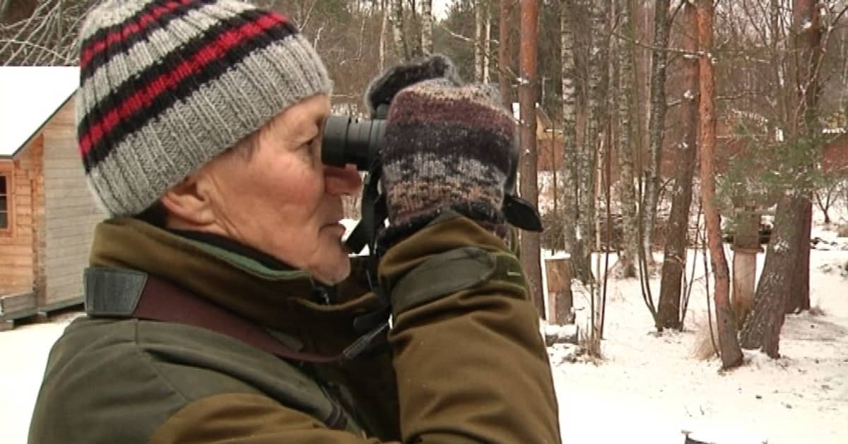 Tenth annual birdwatching event helps gather statistics | Yle