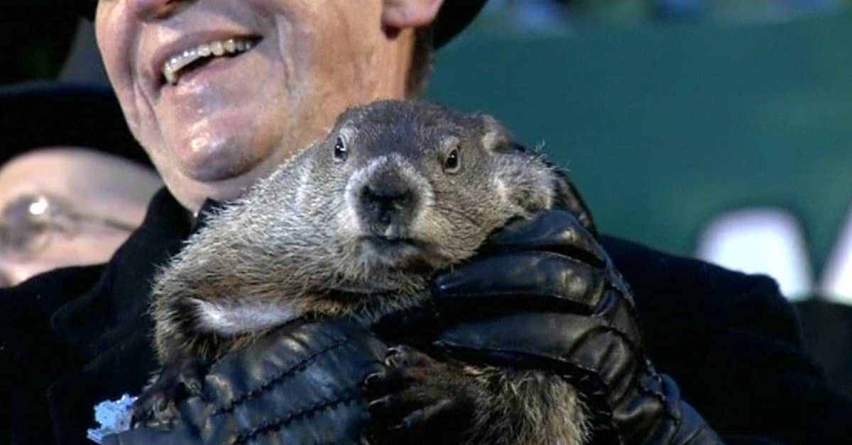 Phil-murmeli ennusti vielä kuusi viikkoa lisää talvea – video | Yle