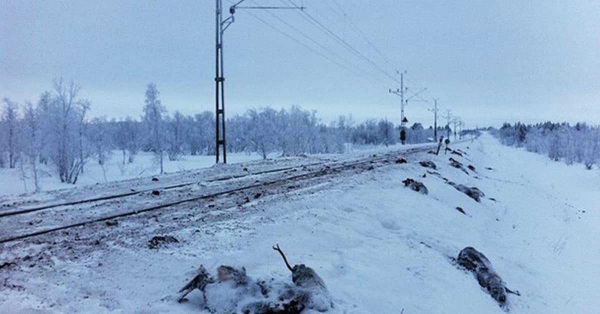 Up to 500 reindeer killed annually by trains – no fences planned | Yle