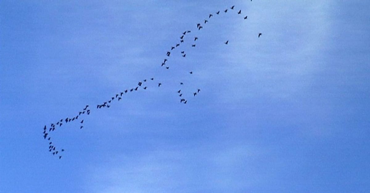 Kylmyys ja vastatuuli haittaavat muuttolintujen arktista matkaa | Yle