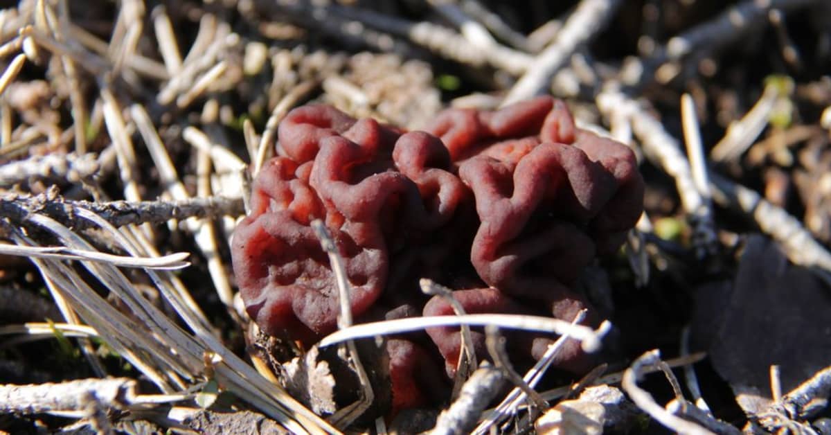 Korvasienet kurkistelevat Etelä-Savon hakkuuaukeilla – muista ryöppäys ...