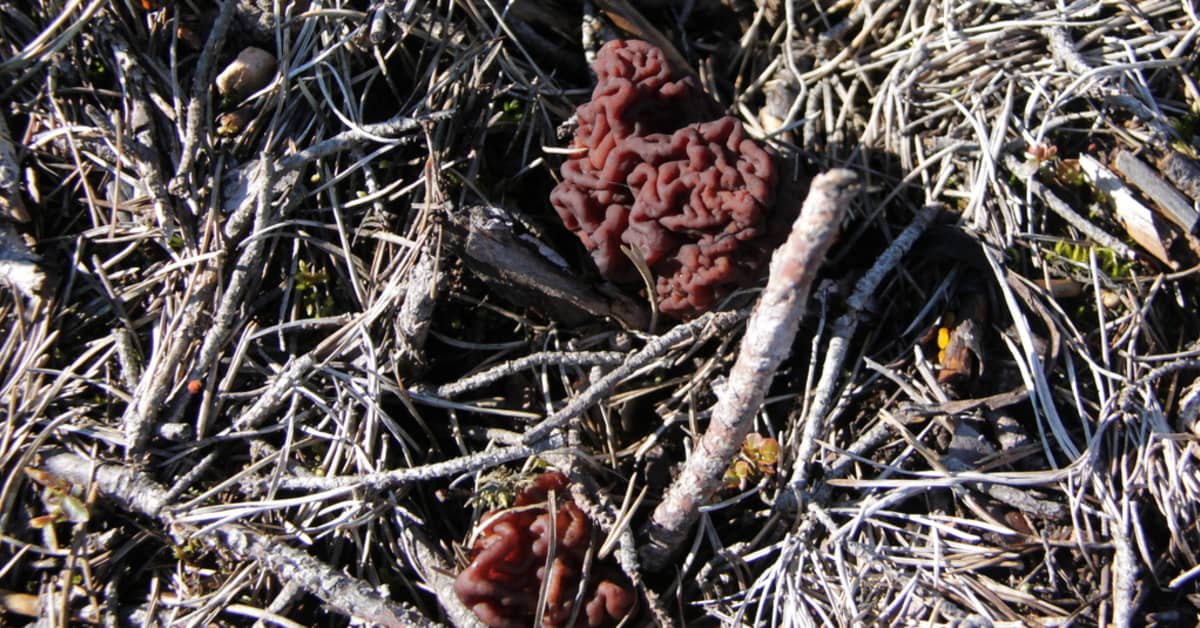 Korvasieni on kevään myrkkyherkku – ensimmäiset bongattu Etelä-Suomessa ...