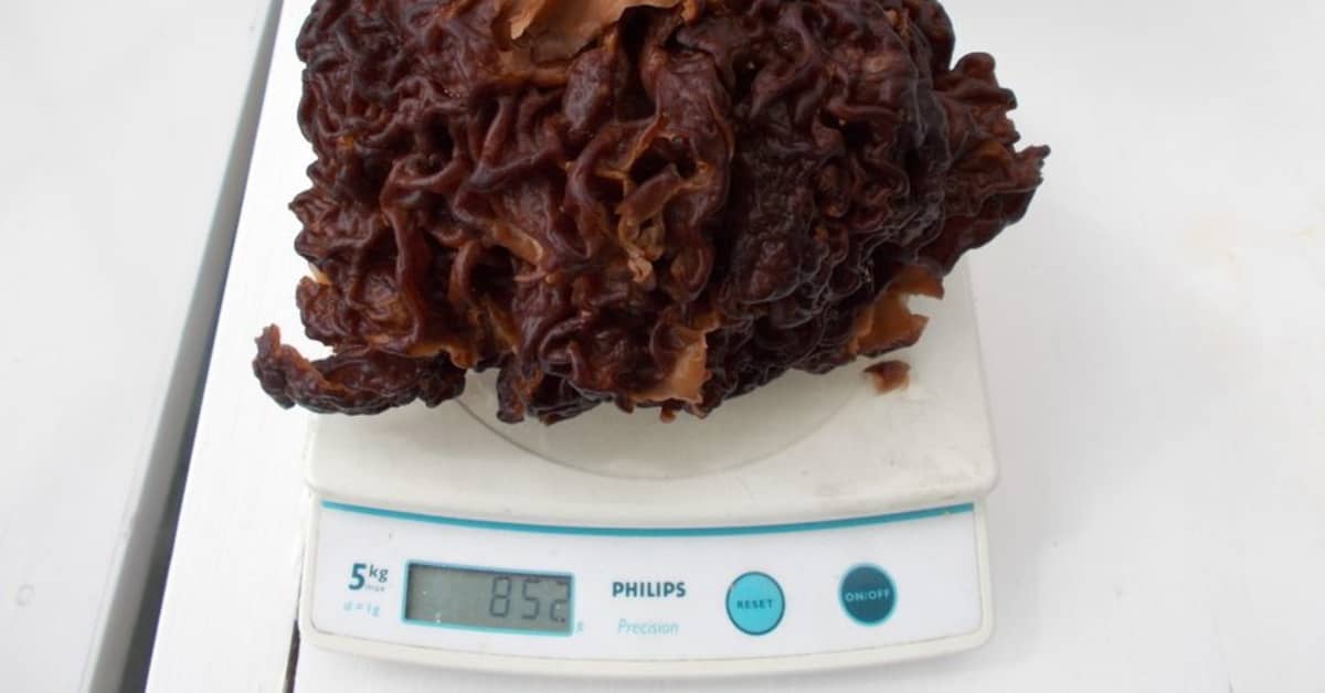 Kuopiosta löytyi hillittömän suuri korvasieni – katso kuvat | Yle