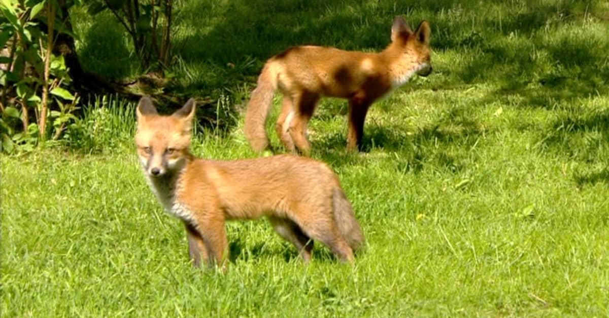 Yle’s fox trio need names – vote for your favourites | Yle