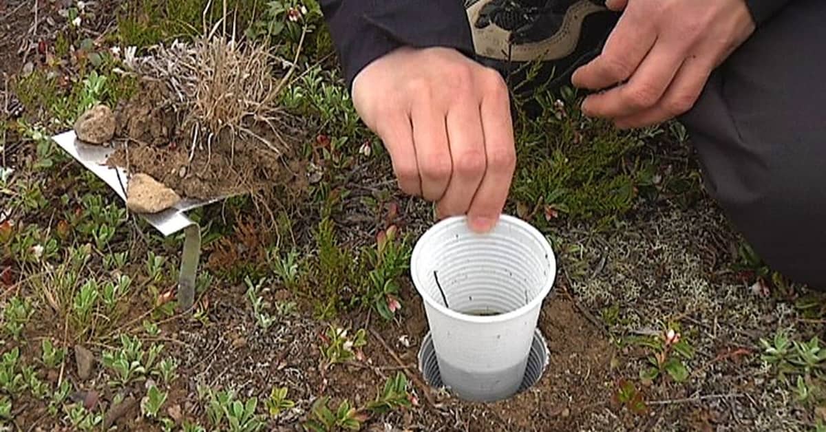 Climate change brings new insect arrivals to Finland | Yle