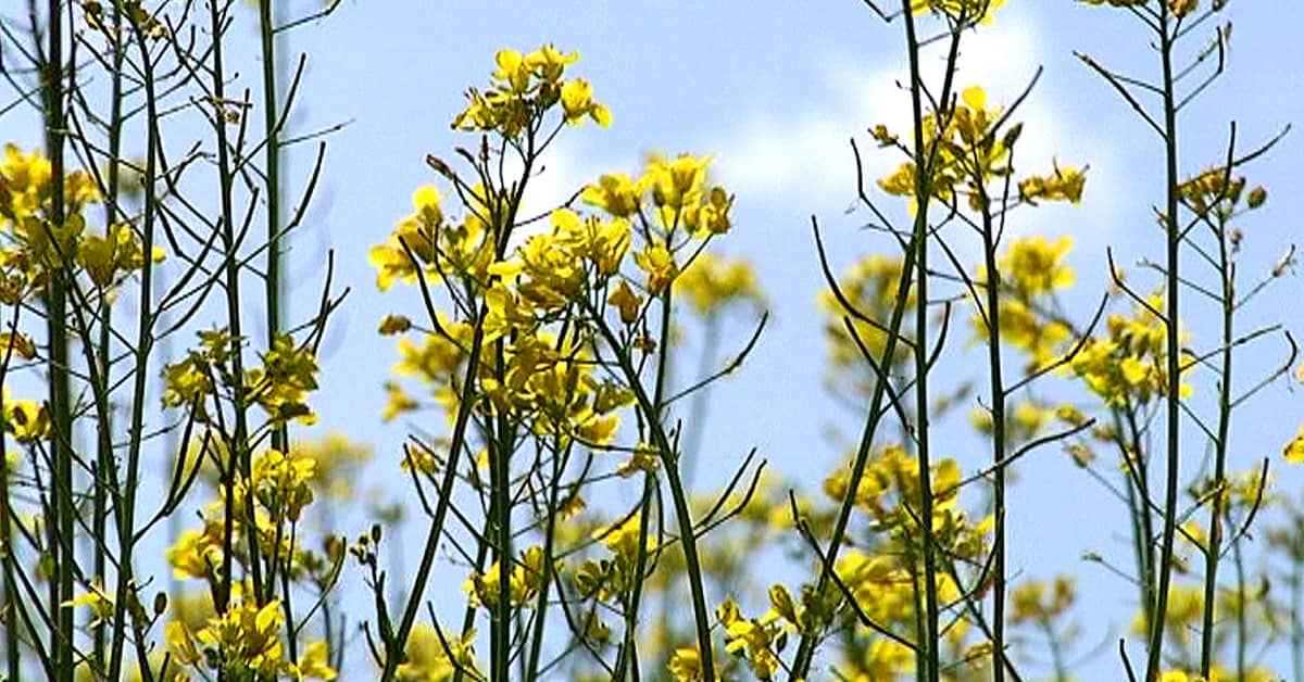 Pohjalainen rypsi ja rapsi selvinneet pääosin tuholaisista – sateista ...