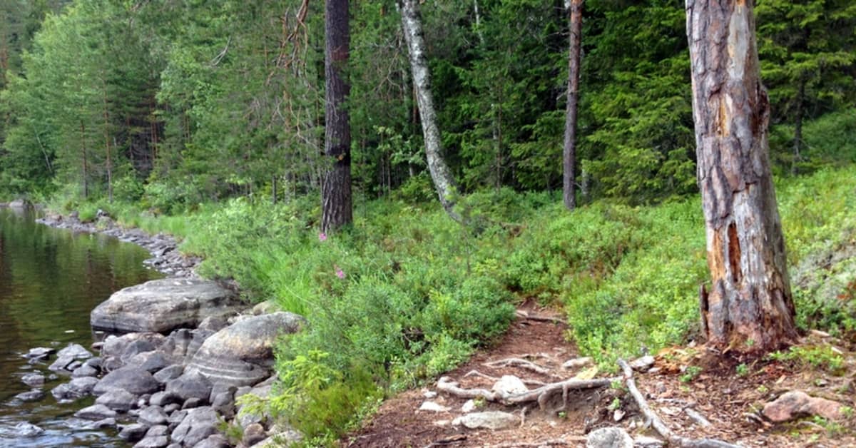 Kymenlaaksossa polkujuoksun superviikonloppu | Yle