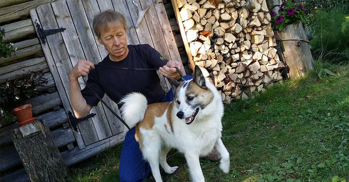 Pohjanpystykorva – se tuntemattomampi metsästyskaveri | Yle