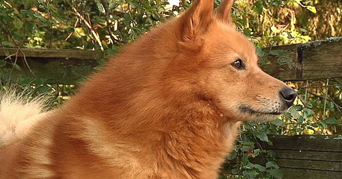 Suomenpystykorva Pena odottaa metsälle pääsyä tassut kuopien | Yle