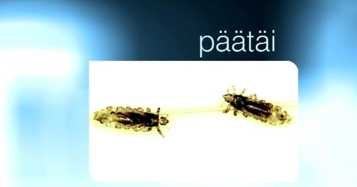 Täit ja kihomadot taas riesana - Kouluissa ja päiväkodeissa kuhistaan | Yle