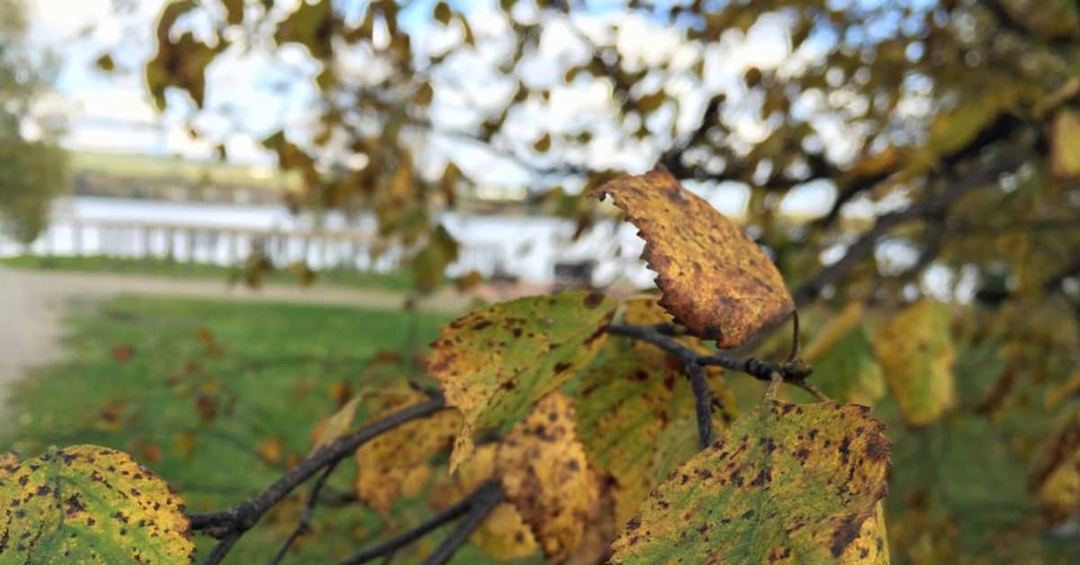 Ruosteen ruskea ruska | Yle