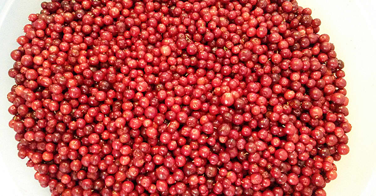 Korvatunturin Marja haluaa puhdistaa yli kaksi miljoonaa kiloa marjoja ...