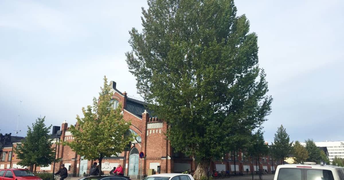 Hyvästi, vanha poppelipuu | Yle