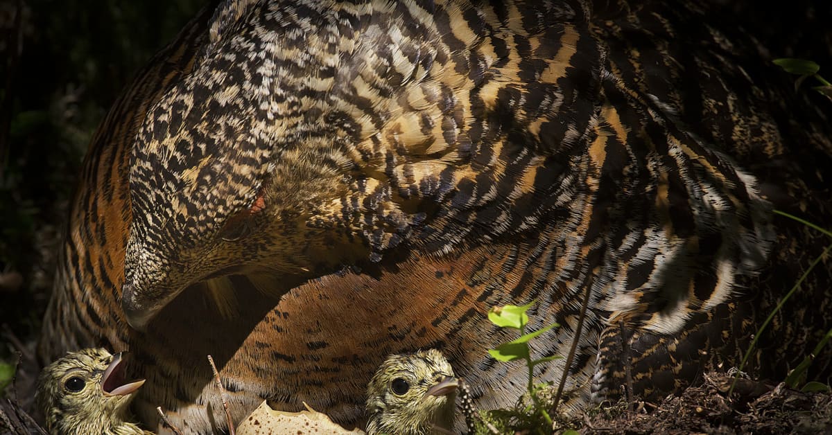 Kalsea kevät hyödyttää mustikkaa ja povaa kannankasvua kanalinnulle ...