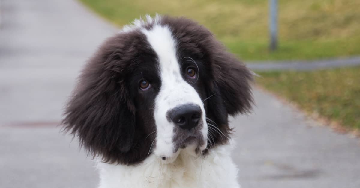 "Ai sulla on lemmikki?" – Etenkin iso koira voi seistä vuokrasopimuksen ...