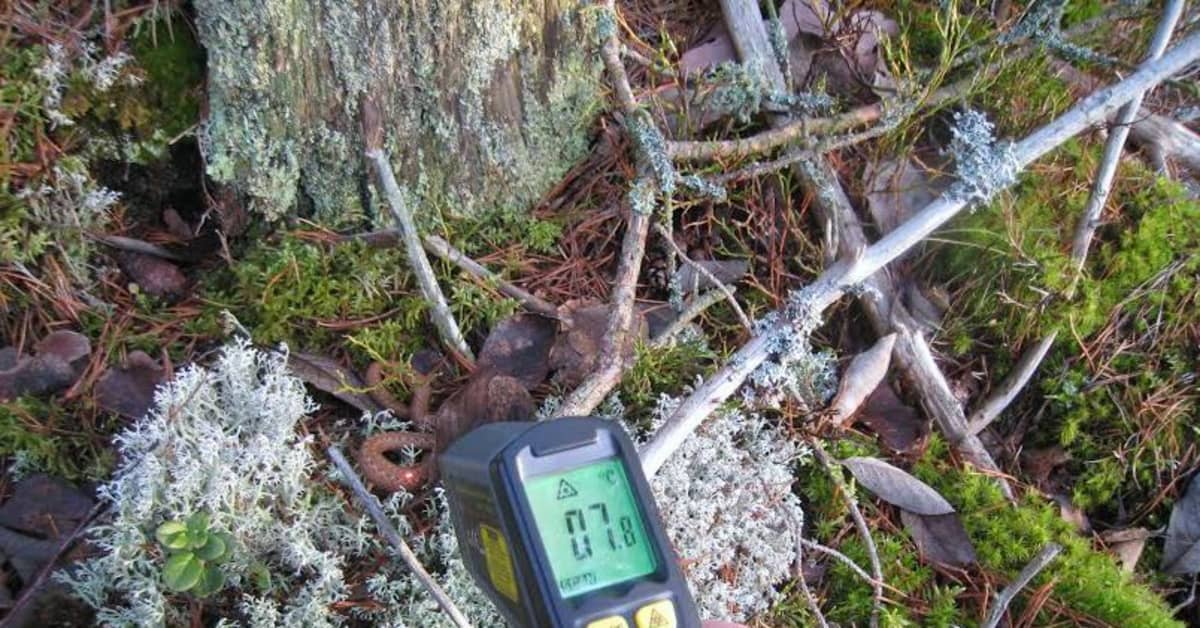 Lämpö herättää jo kyyt horroksesta | Yle