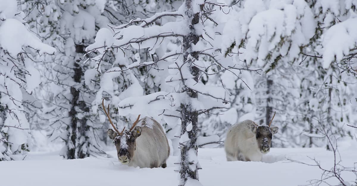 Ilmastonmuutos vaikeuttaa poronhoitoa – loiset lisääntyvät ja ruoka jää ...