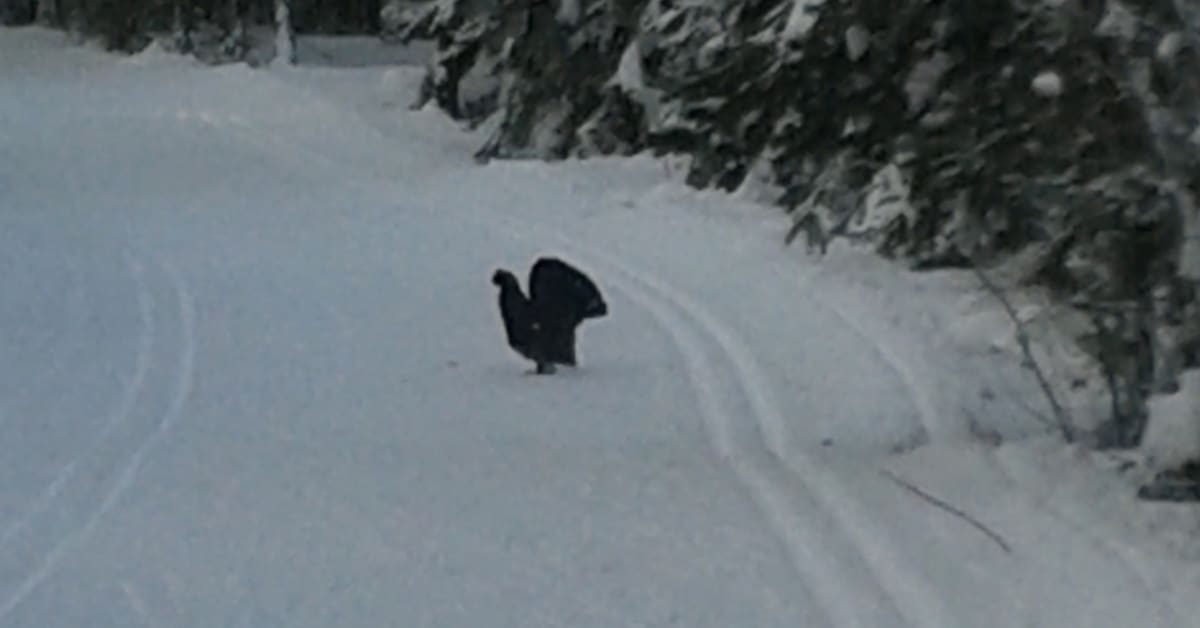 Vihainen metso piinaa hiihtäjiä Iitissä – hyökkäsi perheenäidin ...