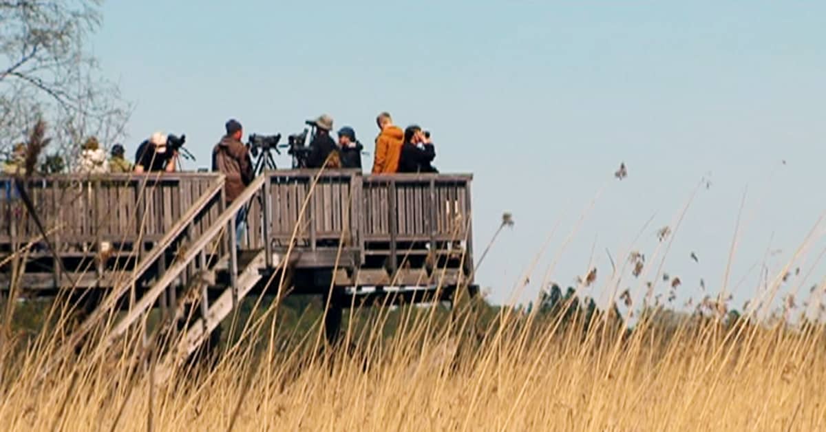 Annual birding competition charts sightings of over 200 species | Yle