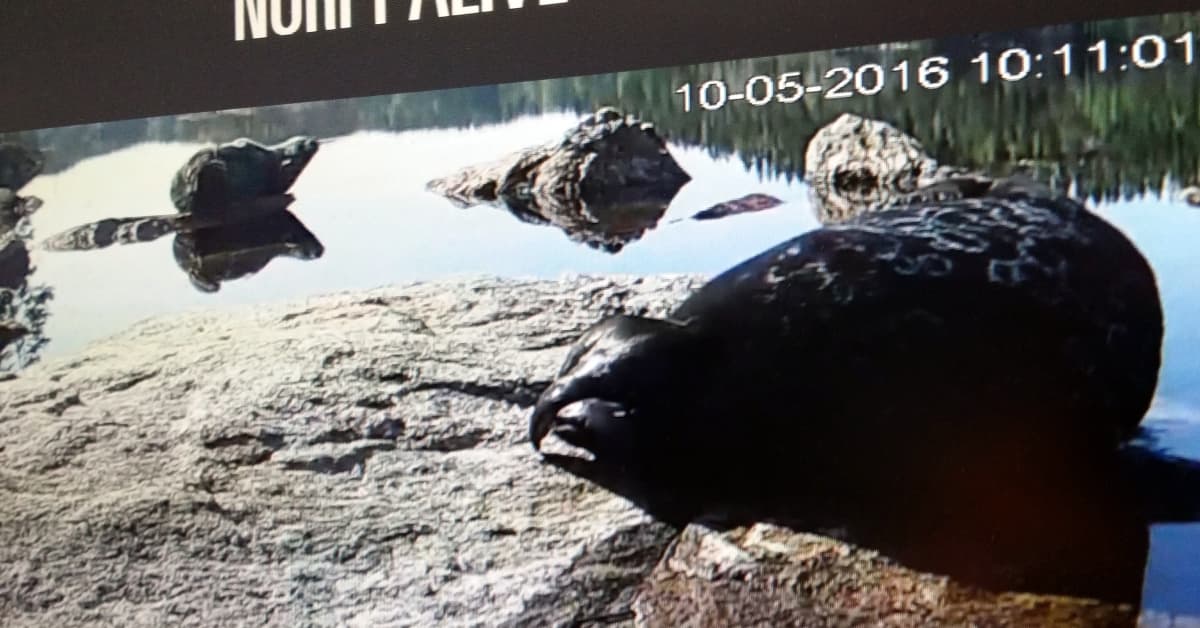 WWF:n Norppalive sai merkittävän luontopalkinnon | Yle