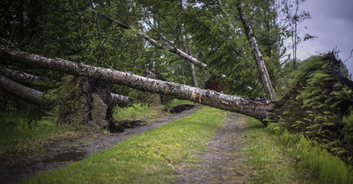 Puuskainen tuuli kaataa puita Kymenlaaksossa | Yle